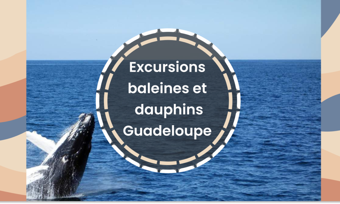 Top 4 excursions catamaran en Guadeloupe : journée et tarifs