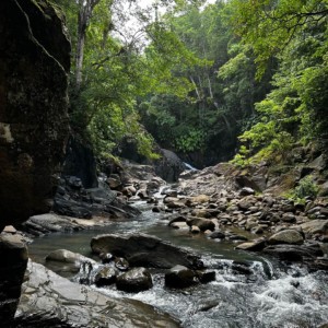Saut de l'acomat en Guadeloupe : le guide